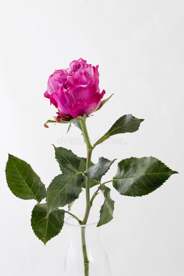 One Pink Rose on a White Background Stock Image - Image of life, bloom ...