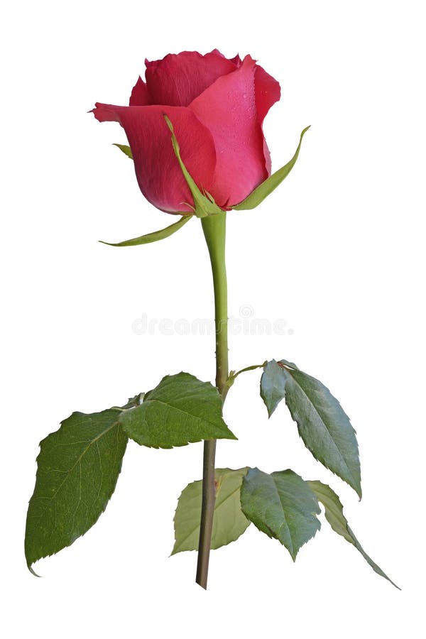 One Pink Rose on White Background, Isolate, Side View Stock Image ...