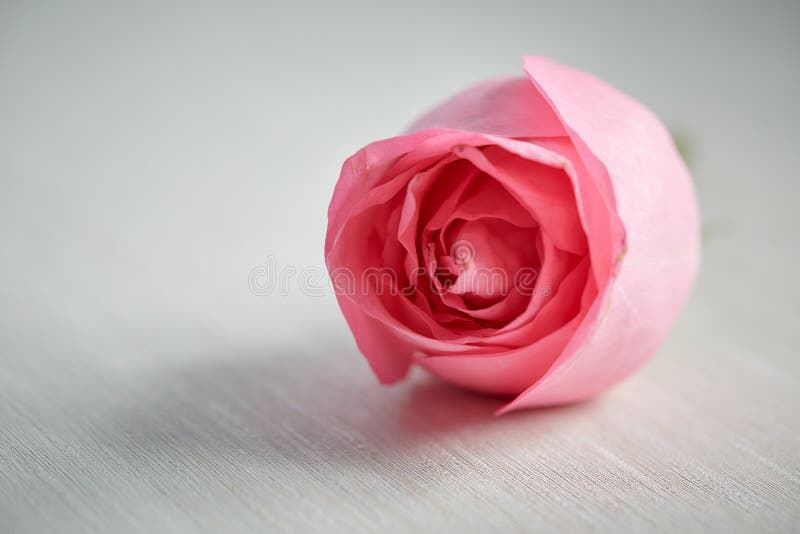 One Pink roses on the desk stock photo. Image of bouquet - 166147912