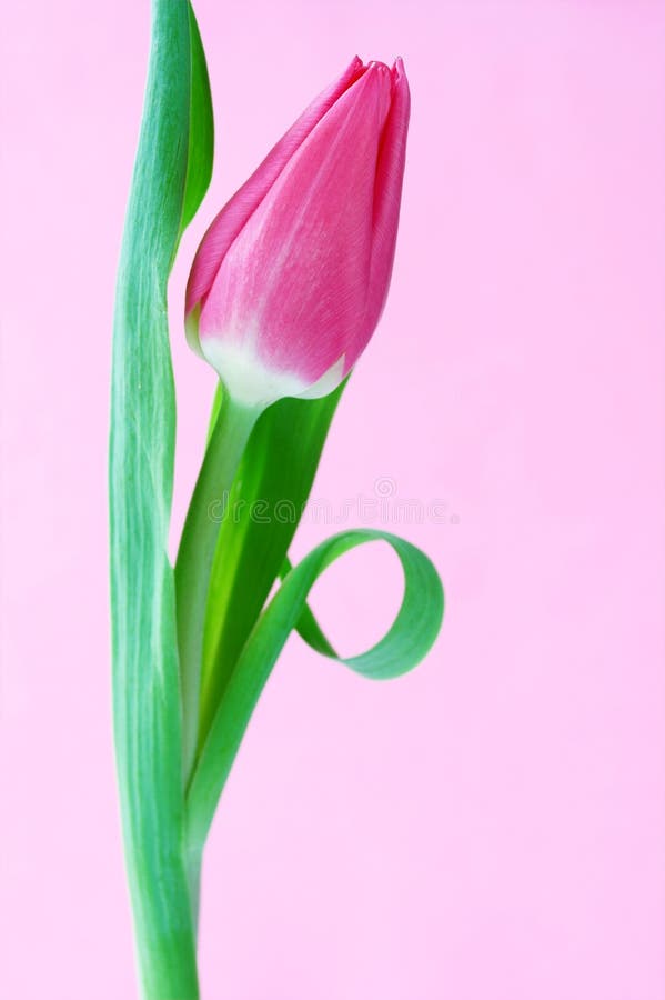 One pink tulip stock image. Image of bloom, flower, single - 5298697