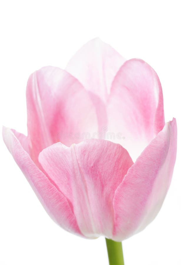One pink tulip. stock image. Image of flower, delicate - 101728225