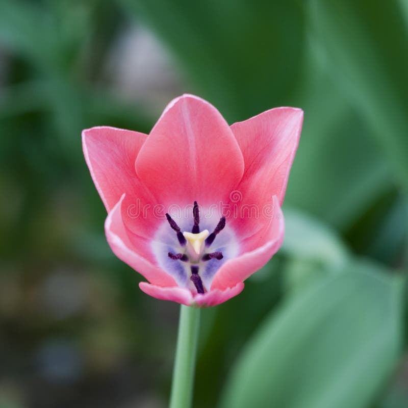 One pink tulip - open bud stock photo. Image of petal - 51998278