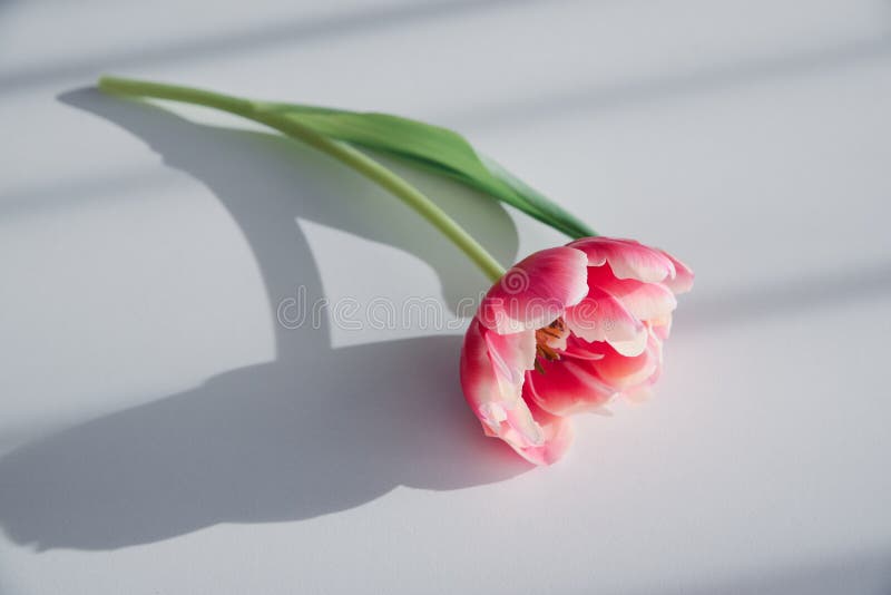 One Pink Tulip on White Table with Shadow Stock Image - Image of gift ...