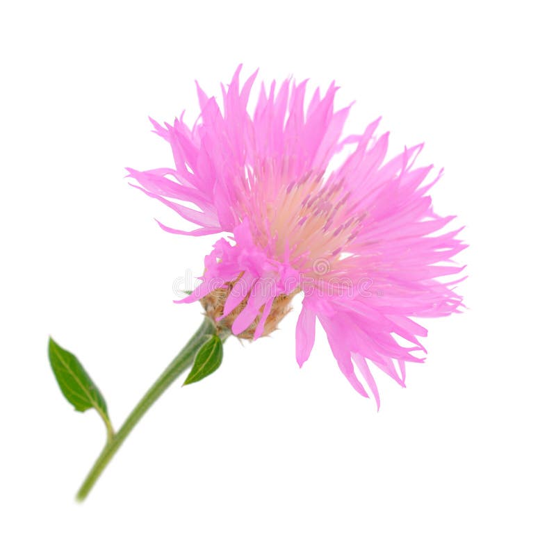 One Pink Wildflower Isolated Stock Image - Image of flower, spring ...