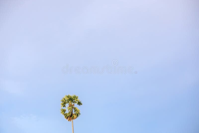One Plam Tree and Cloudless Blue Sky Stock Image - Image of nature ...