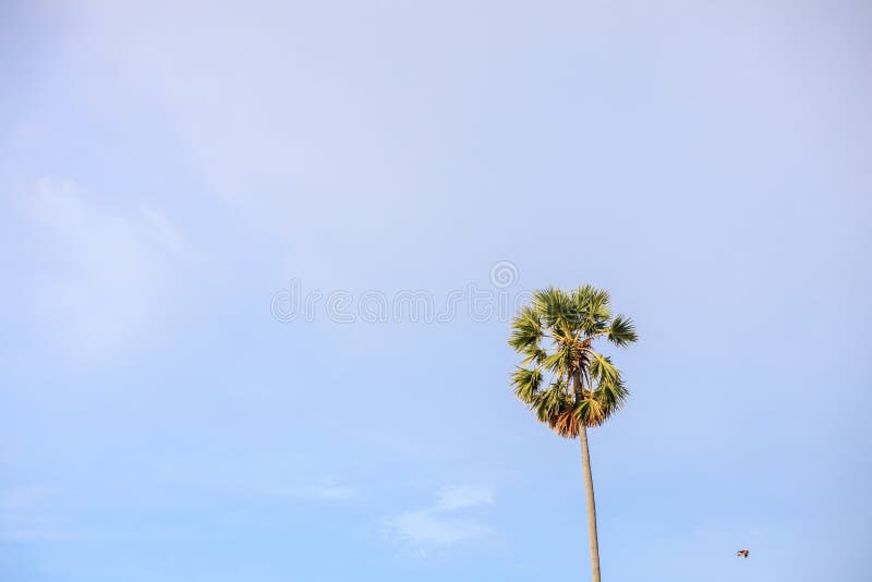One Plam Tree and Cloudless Blue Sky Stock Image - Image of silhouette ...