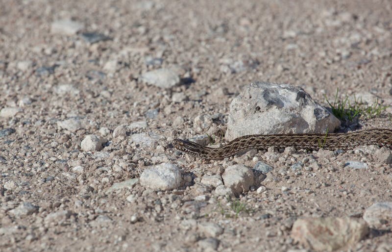 One Poisonous Viper on a Stone Plain Stock Image - Image of reptile ...
