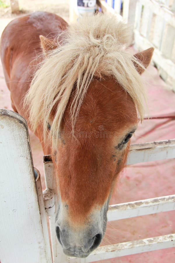 One pony in corral stock photo. Image of grass, canada - 40267336