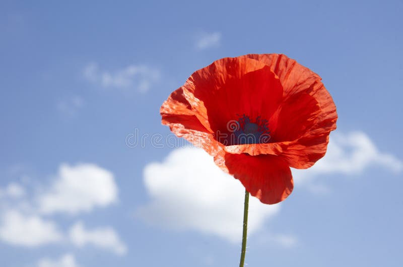 One poppy in the field stock image. Image of leaf, close - 74587215