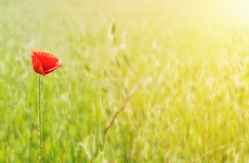 One Poppy Flower Amidst Grass at Sunset. Springtime Concept Stock Photo ...