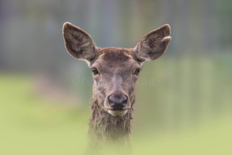 One Portrait of a Red Deer Doe (Cervus Elaphus) in a Meadow Stock Image ...