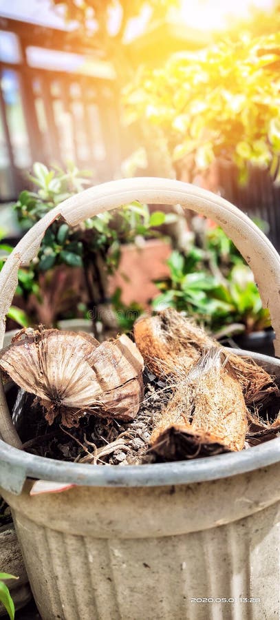 One Pot of Coconut Shells for Fertilizer Stock Photo - Image of produce ...