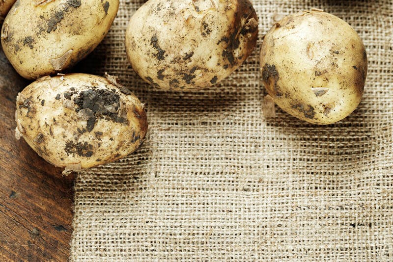 One Potato Unwashed on Burlap Stock Photo - Image of food, produce ...