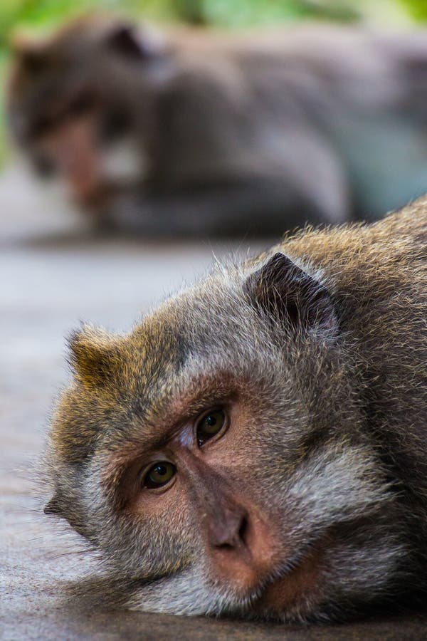 One Pouting Monkey Gives Another the Silent Treatment Stock Image ...
