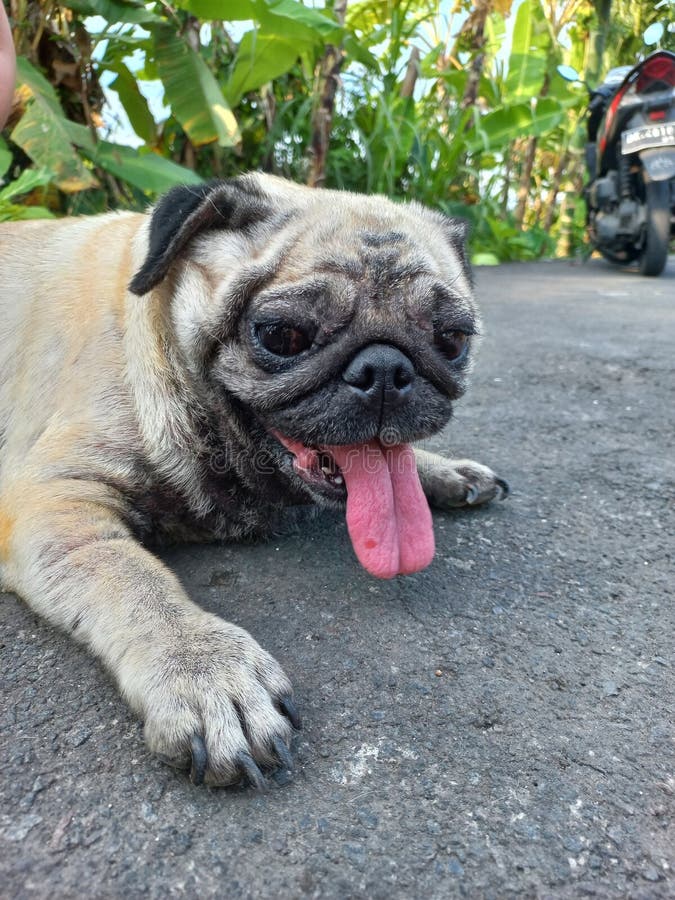One Pug Dog Tired from Playing in the Afternoon Stock Photo - Image of ...