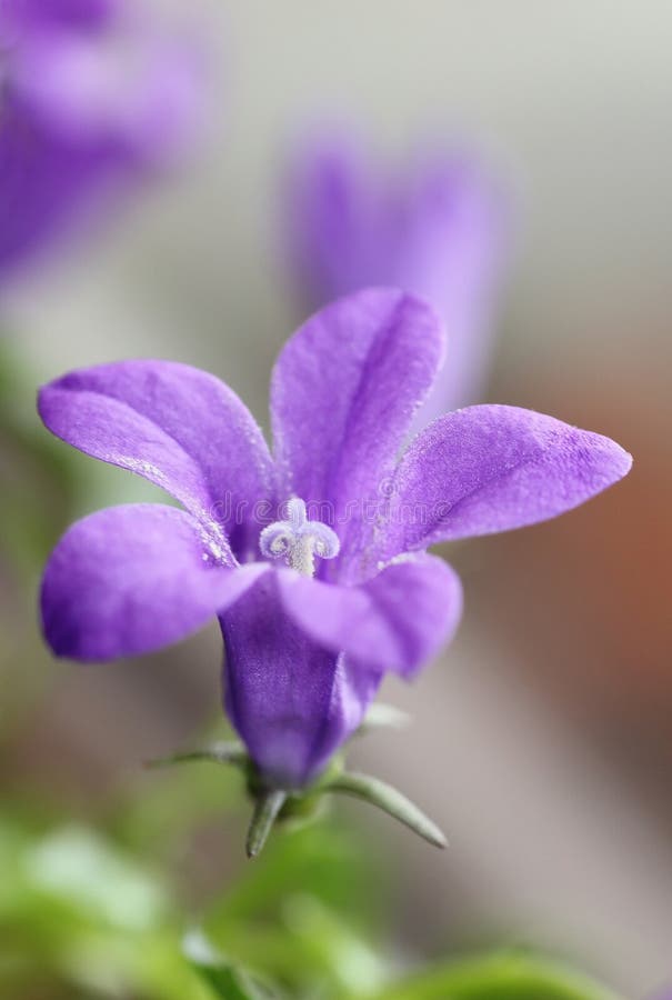 One Purple Blooming Bell Flower Stock Image - Image of plant, purple ...
