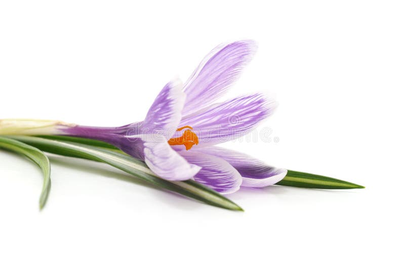 One purple crocus stock image. Image of leaf, closeup - 171199689