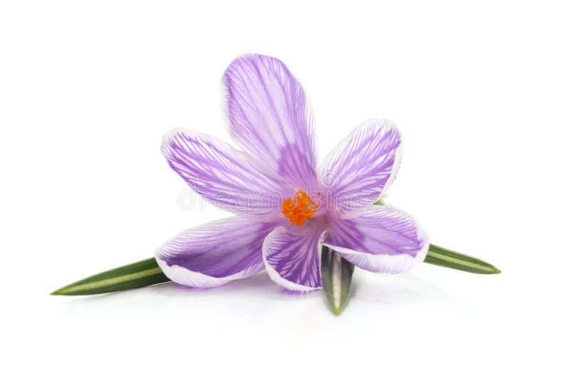 One purple crocus stock image. Image of saffron, petal - 175692345