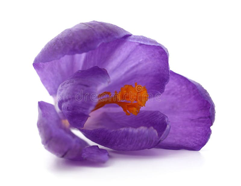 One purple crocus stock image. Image of grass, growth - 177743095