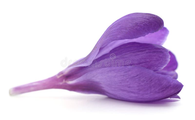 One purple crocus stock photo. Image of freshness, light - 191682452