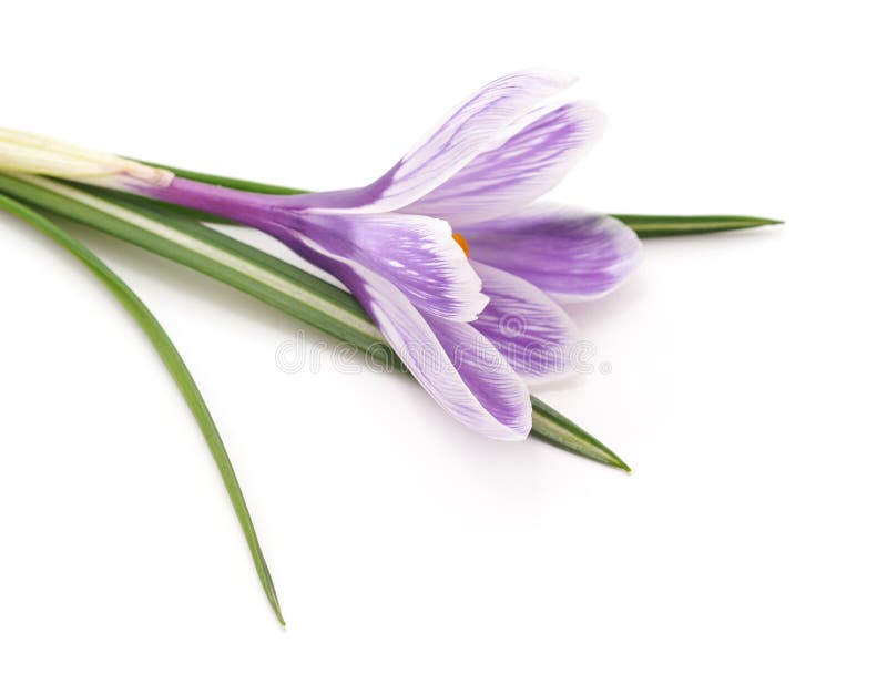 One purple crocus stock image. Image of springtime, elegant - 273477367