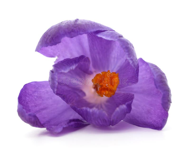 One purple crocus stock photo. Image of bloom, plant - 214940372