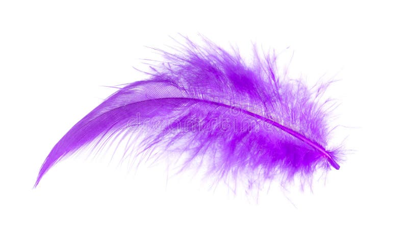 One Purple Feather Bird Isolated on White Background Stock Photo ...