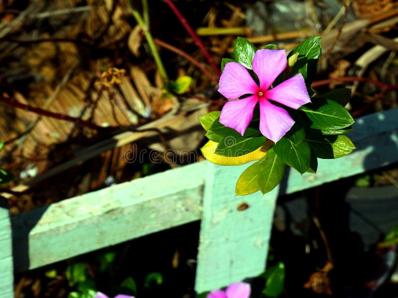 One purple flower. stock image. Image of delicate, foliage - 85554017