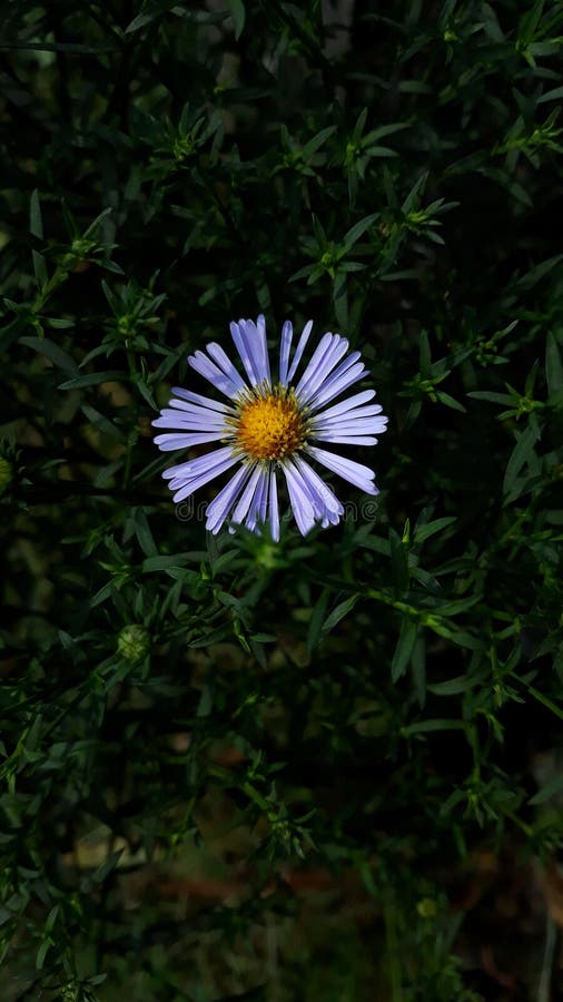 One Purple Flower on a Green Bush Stock Photo - Image of green, nature ...