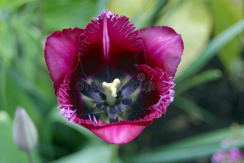 Tulip stock image. Image of kingdom, england, flora - 115285261