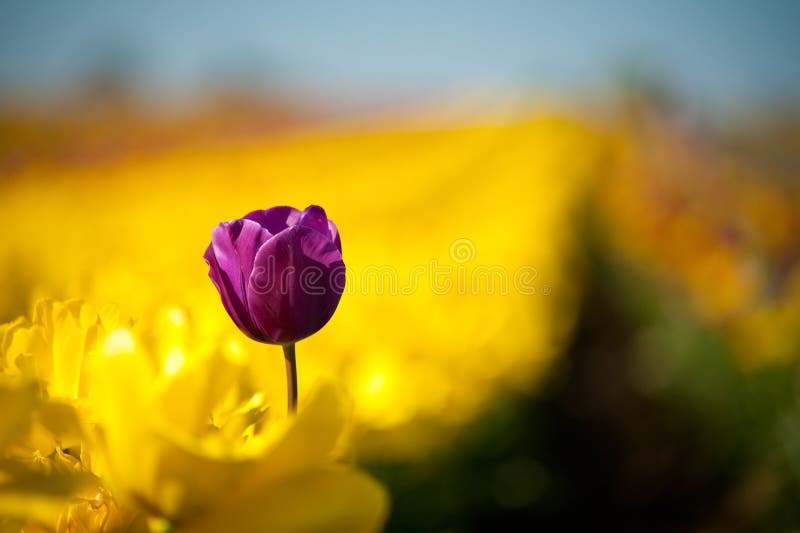 One purple tulip among row stock photo. Image of land - 9209686
