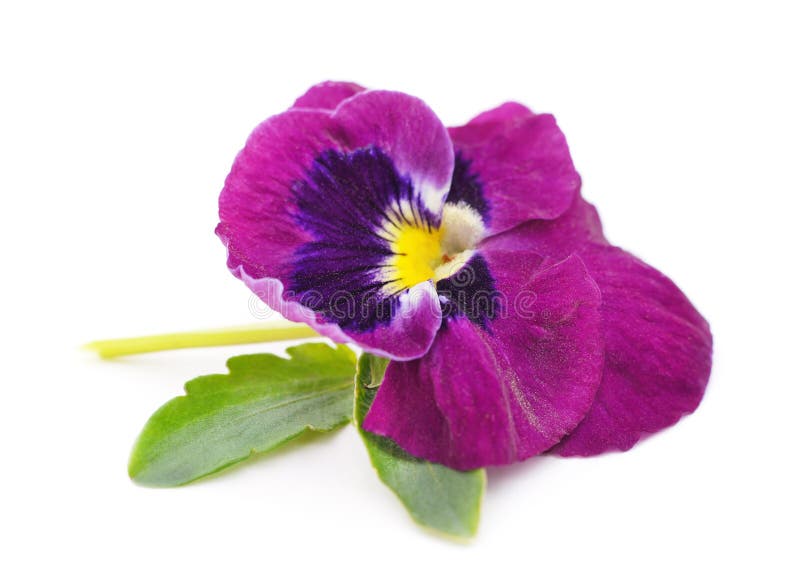 One purple violet stock photo. Image of macro, decoration - 189695750