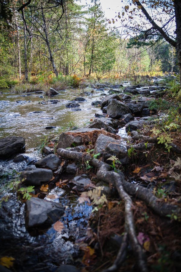 One of the Quebec rivers stock image. Image of foreststeps - 117369617