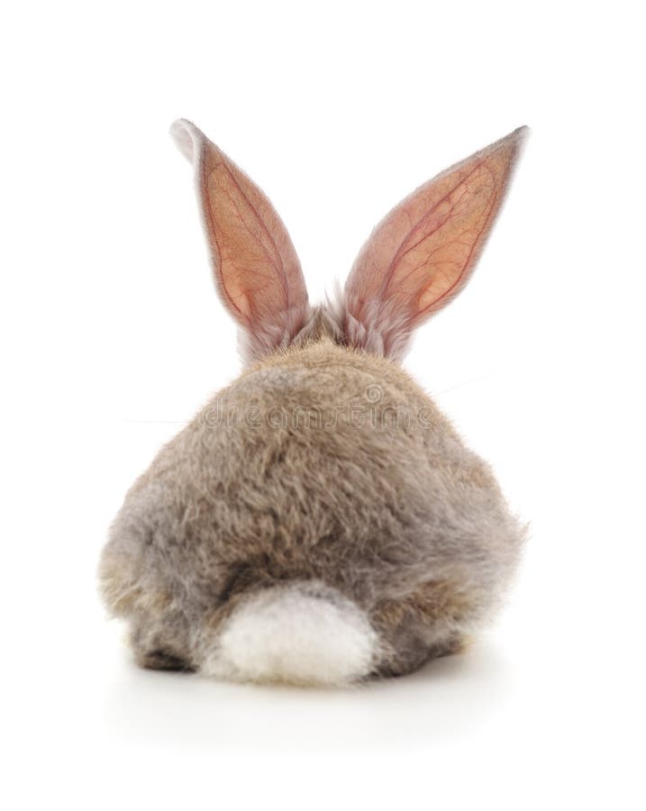 Red rabbit, back view stock photo. Image of farm, pets - 89174922