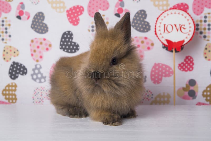 Two Large and Three Small Rabbits Sitting beside Easter Basket Stock ...