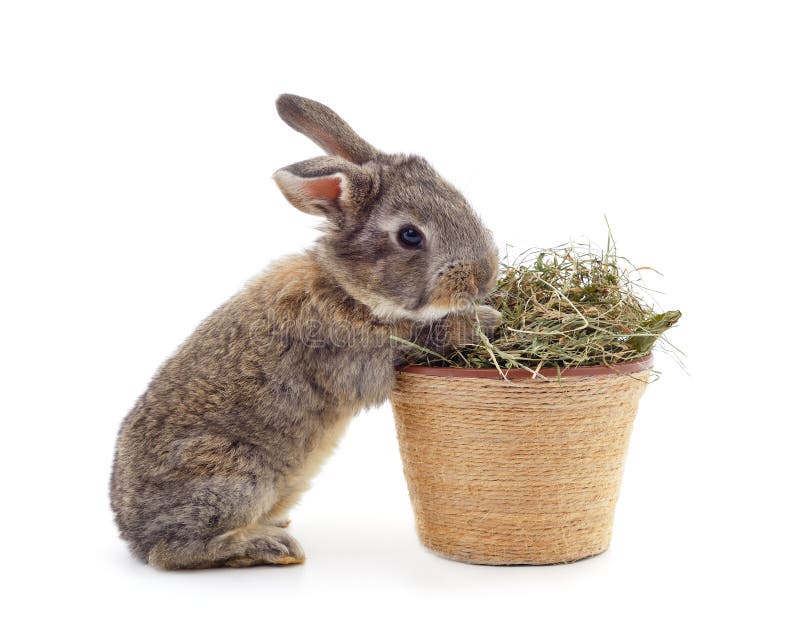 Dry Rabbit Meat Gift Box Stock Photos - Free & Royalty-Free Stock ...