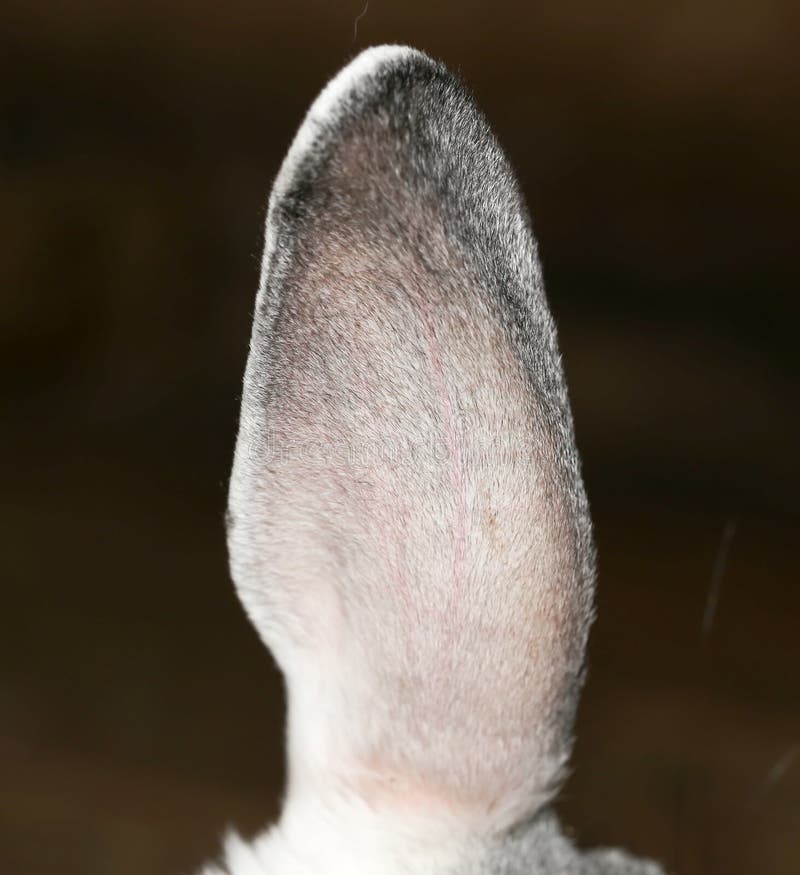 One rabbit ear on the farm stock photo. Image of animal - 104781392
