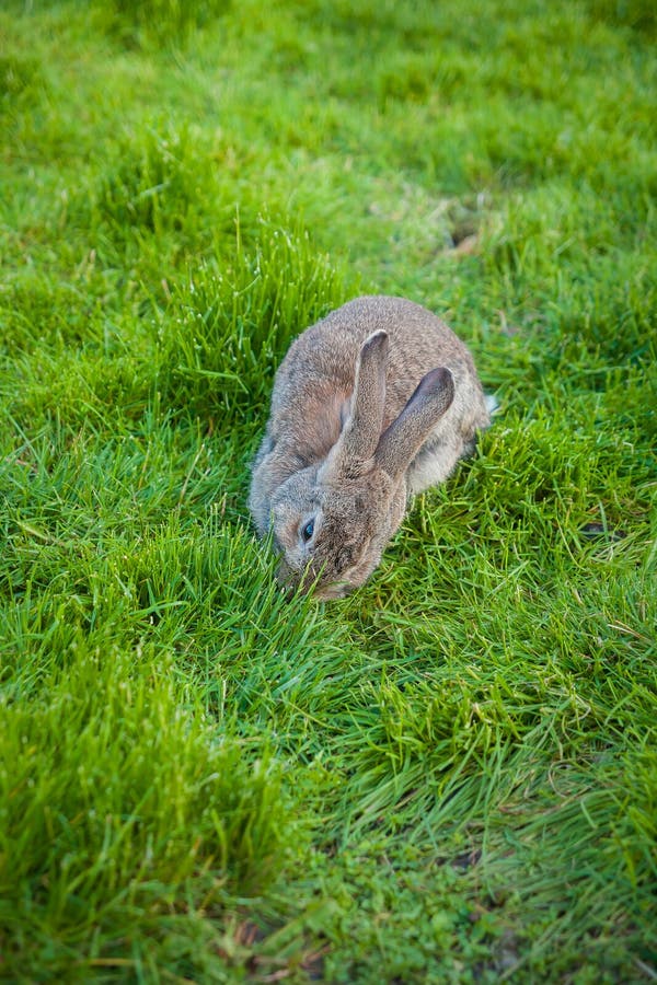 One Rabbit Eats Grass in Garden Stock Photo - Image of eyes, angora ...