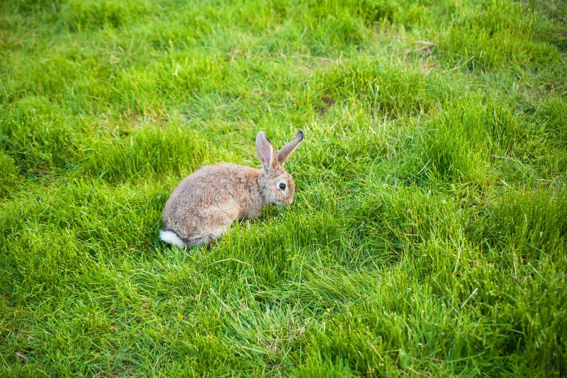 One Rabbit Eats Grass in Garden Stock Image - Image of golden, outdoor ...