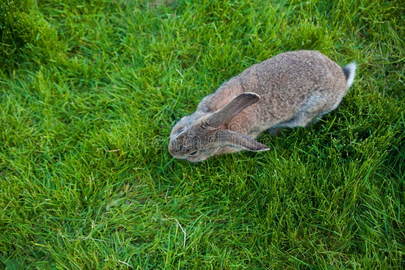 Gray Rabbit View From Above Stock Photo - Image of scent, breed: 16122290