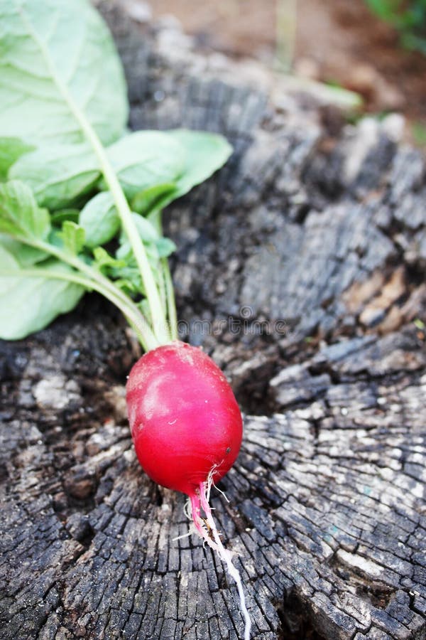 One radish stock photo. Image of purple, nature, crop - 56926208