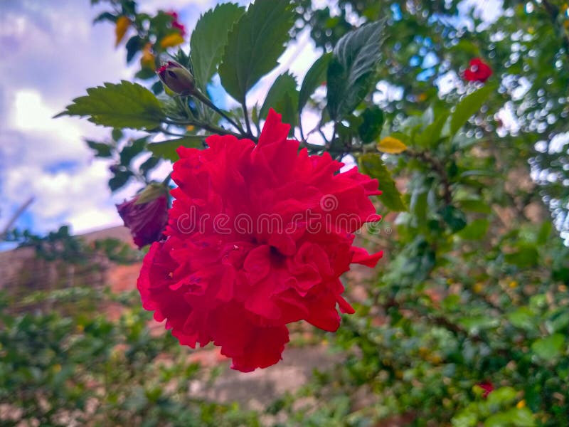 One of a Rare Species of Hibiscus Flower. Stock Image - Image of ...