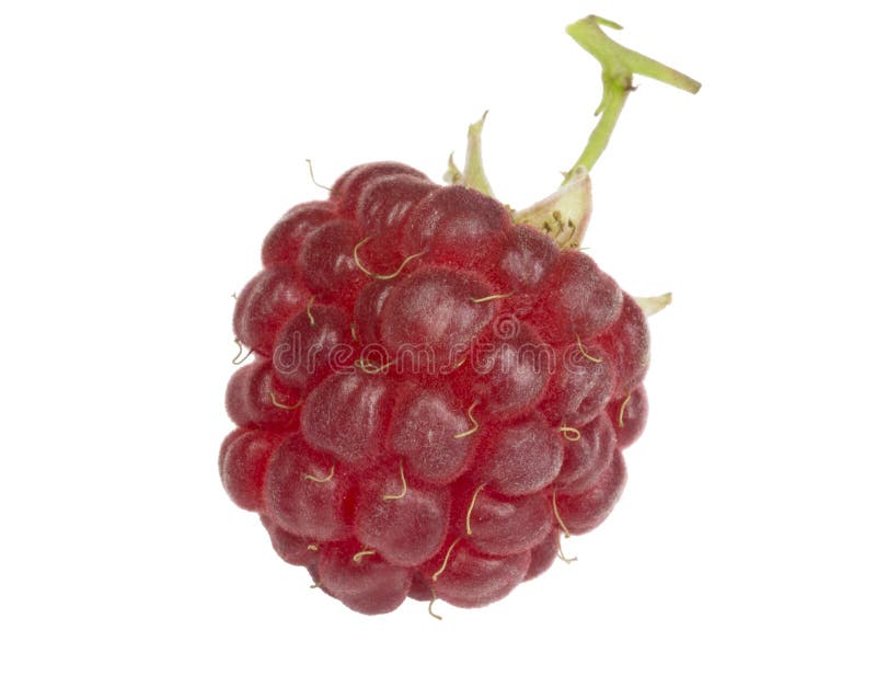 One Raspberries Isolated on White Background Stock Photo - Image of ...
