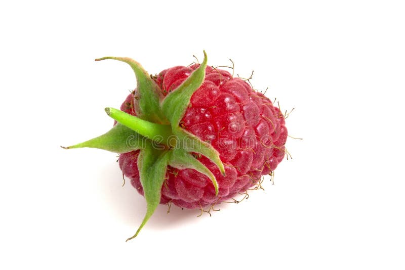One Raspberry Berry Isolated on White Background Close Up Stock Photo ...