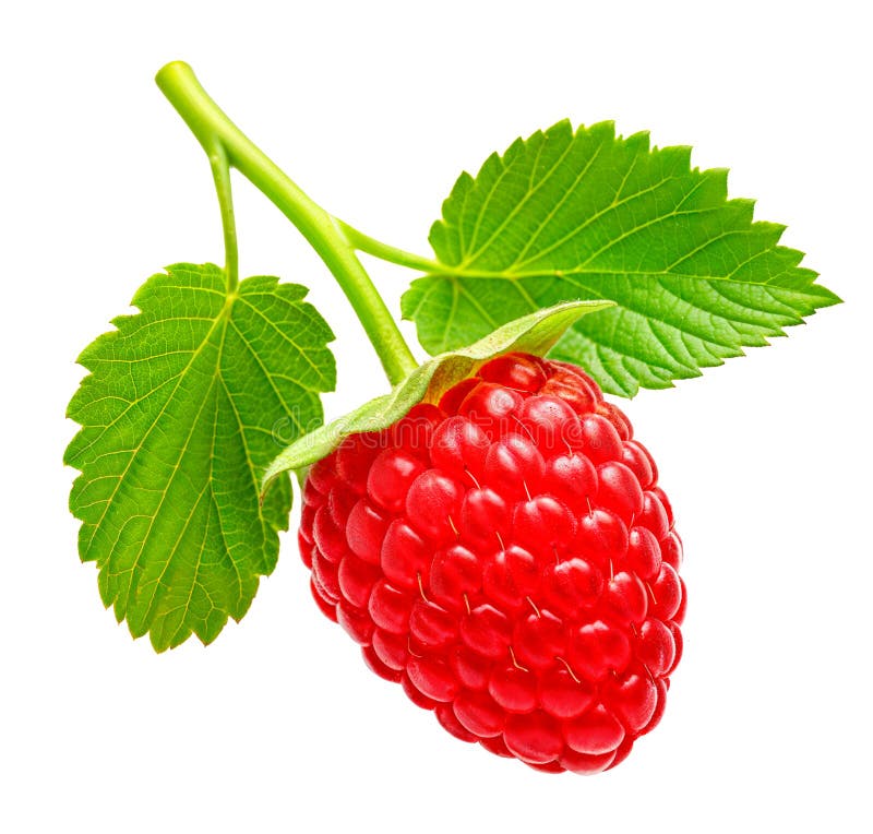 One Raspberry on Branch Isolated on White Background Stock Image ...