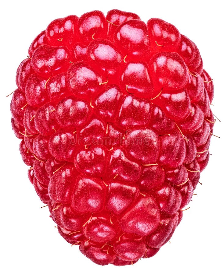 One Raspberry Fruit Isolated on White Background Stock Photo - Image of ...