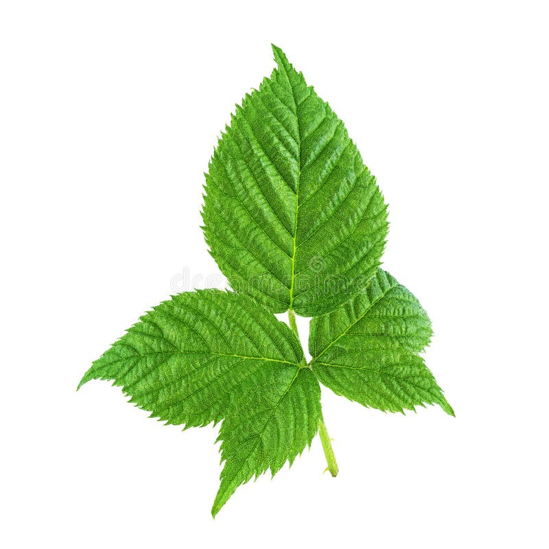 One Raspberry Green Leaf Isolated on White Stock Photo - Image of ...