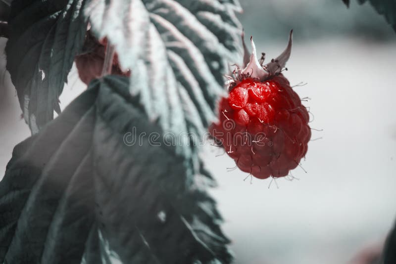 One Raspberry. Selective Colours Stock Image - Image of nutrition ...