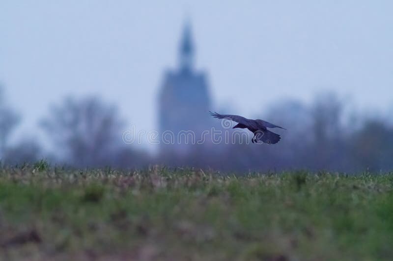 1 raven flies over a field stock photo. Image of small - 270868416