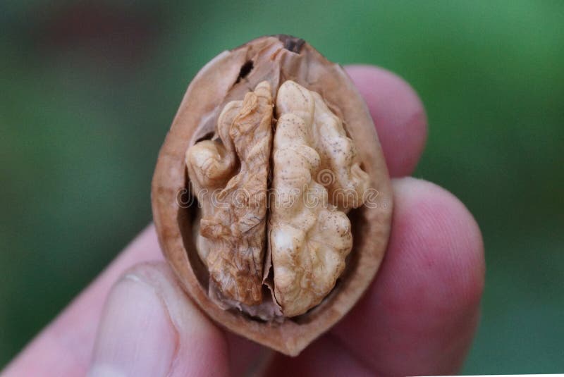 Raw Brown Walnut in Fingers of Hand Stock Photo - Image of decorative ...